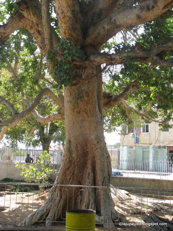 THROUGH THE LAND OF ISRAEL III: The Traditional Sycamore Tree of ...