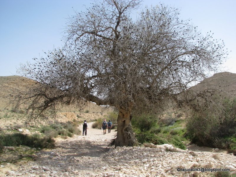 THROUGH THE LAND OF ISRAEL III: Terebinth or Pistacia atlantica. The ...