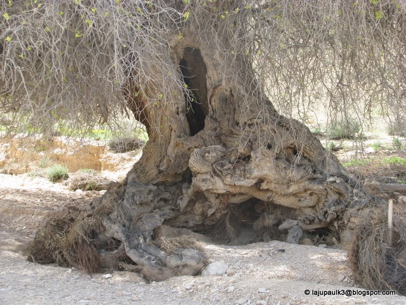 THROUGH THE LAND OF ISRAEL III: Terebinth or Pistacia atlantica. The ...