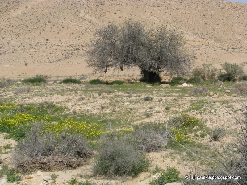 THROUGH THE LAND OF ISRAEL III: Terebinth or Pistacia atlantica. From ...