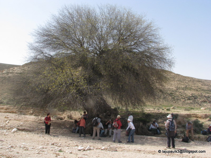 THROUGH THE LAND OF ISRAEL III: Terebinth or Pistacia atlantica ...