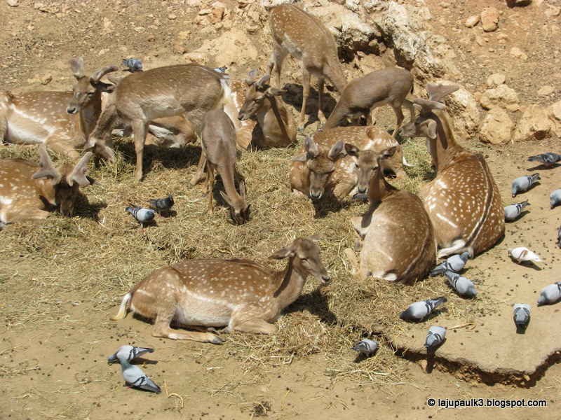 THROUGH THE LAND OF ISRAEL III: Bible Land Preserve, Jerusalem Zoo ...