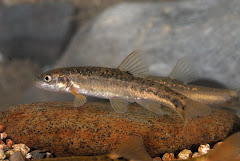 Aquatic Research and Conservation Center