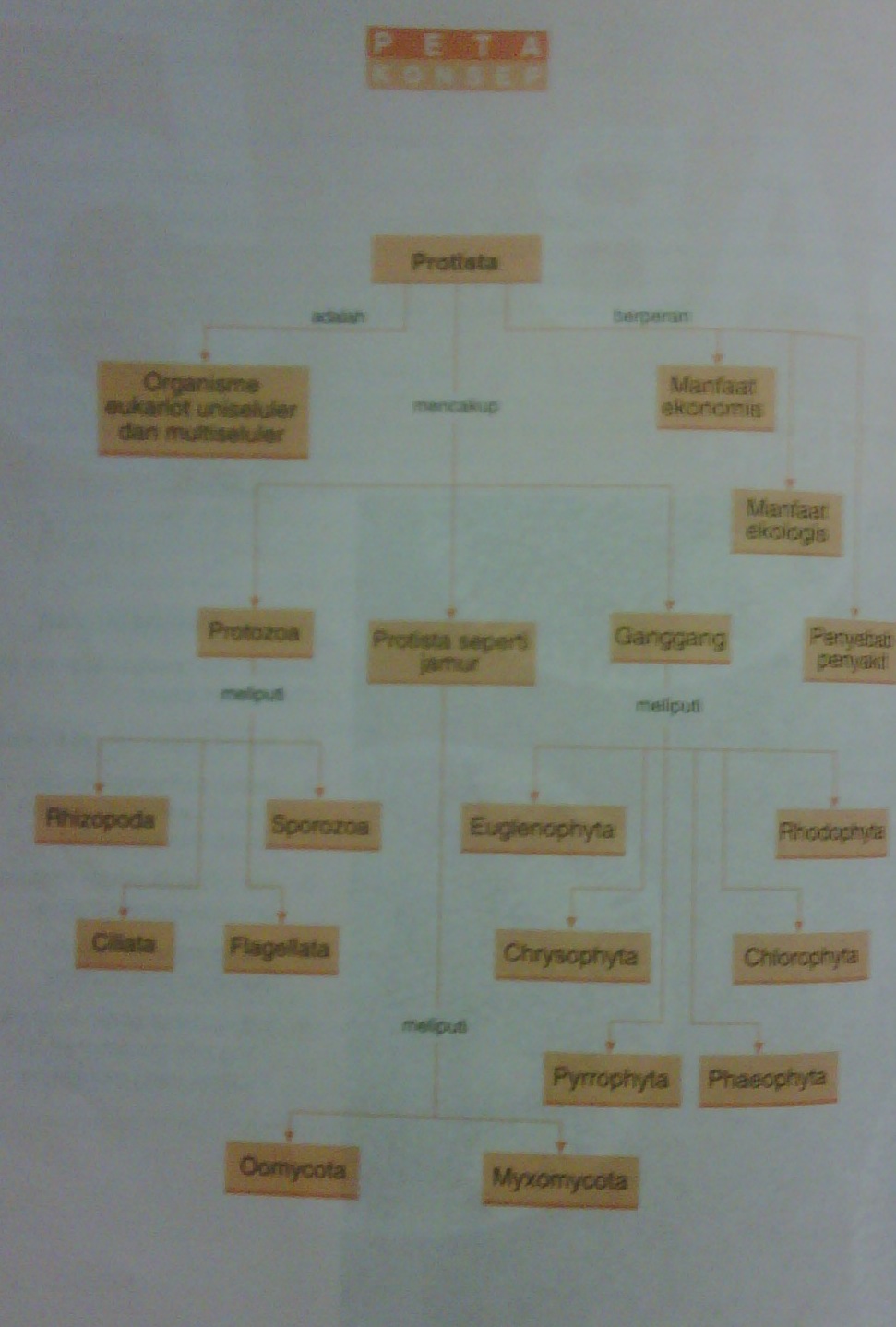 Biology: Bab 5: Protista