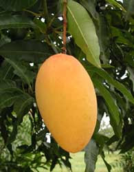 LAS DELICIAS DE MI PAIS: EL Mango:fruta por excelencia en centroamérica