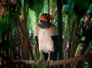 honduras turismo interno: Parque Ecologico San ignacio En Masca Omoa