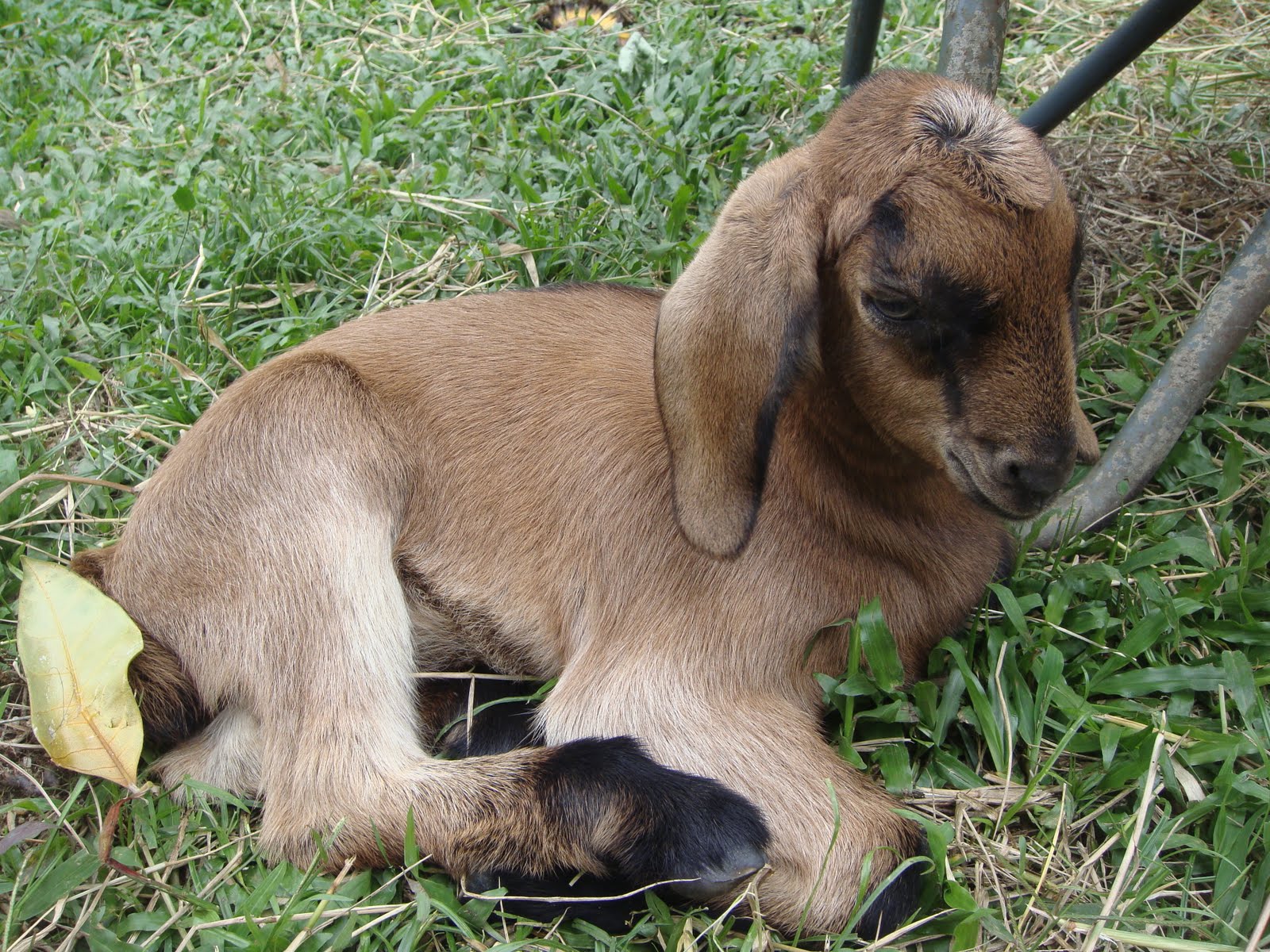 Sweet-Faraulah Gubahan Hantaran Perkahwinan & Pertunangan : Anak ...