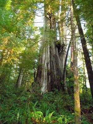 Vancouver Island Big Trees: Directions to Cheewhat Lake Cedar Trail