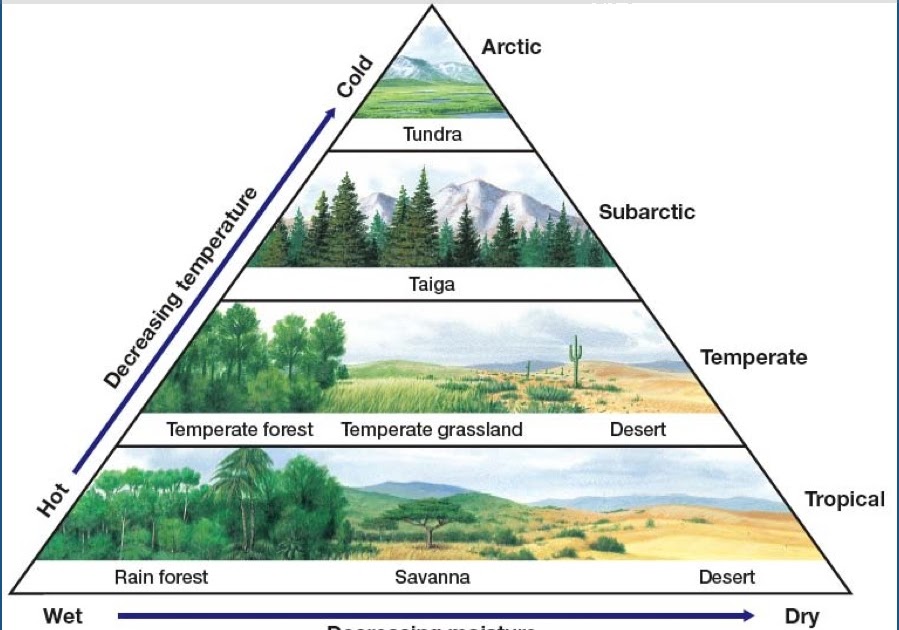 Science Class: Summary#6 World Biomes
