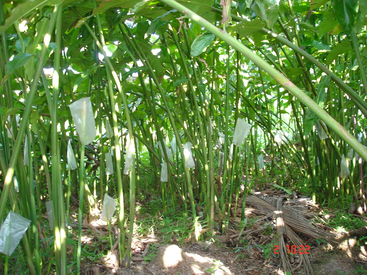 Bunga Kantan Pink: Lawatan Ke Kebun Bunga Kantan.
