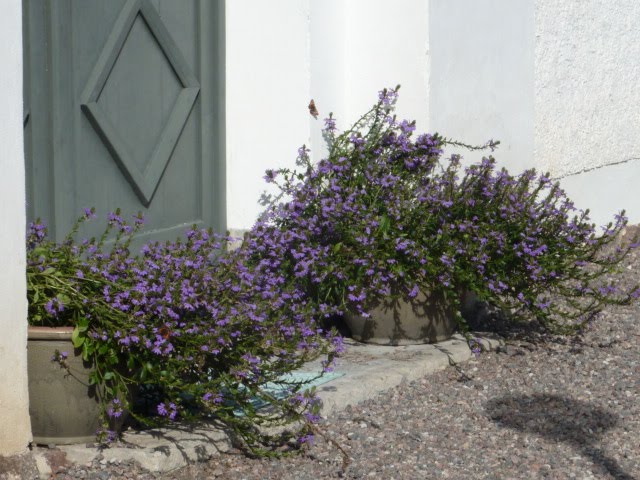 Vaktmästarn funderar: augusti 2010