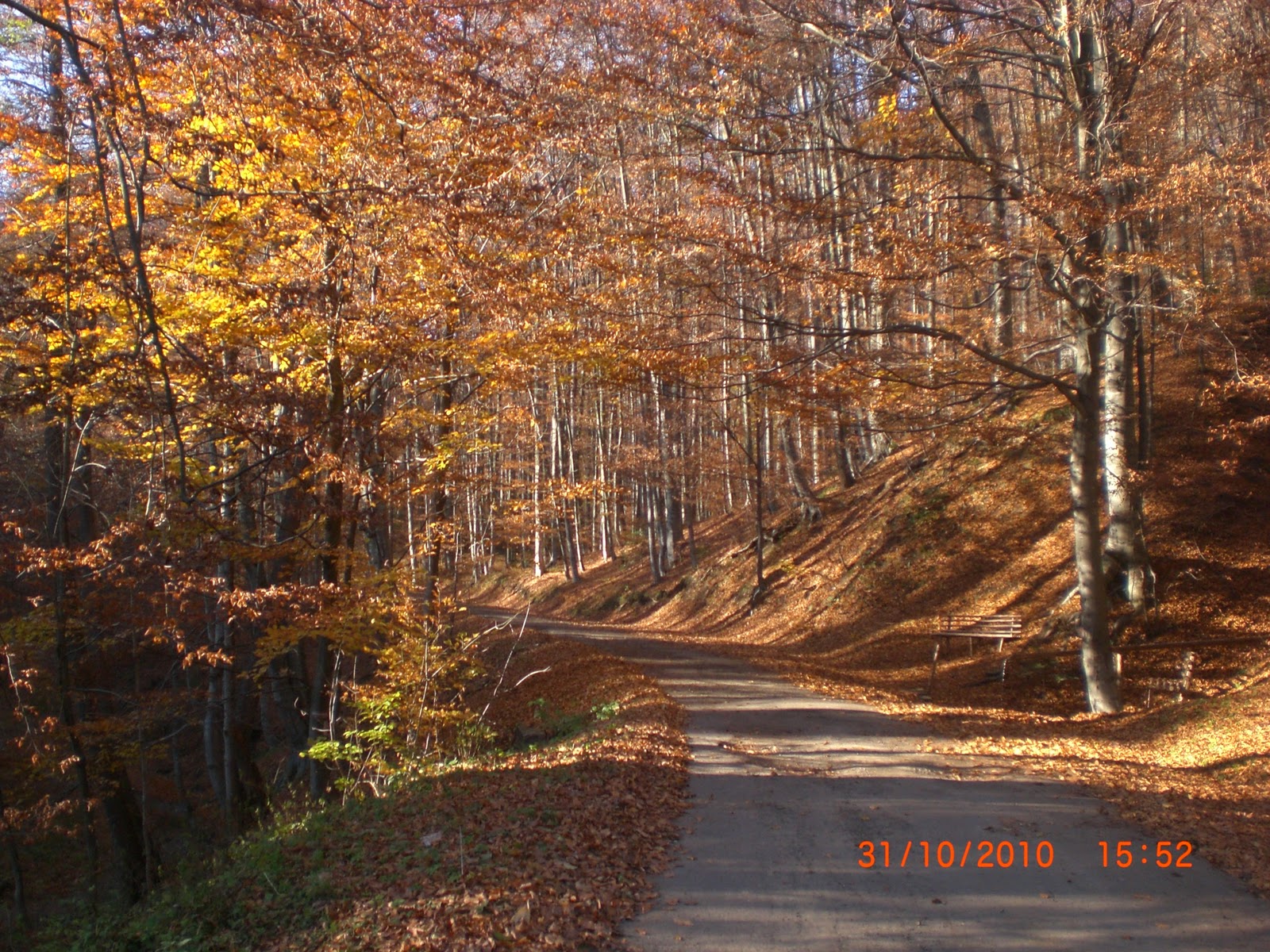 O fotografie...: ...toamna...in padurea de la Pralea...