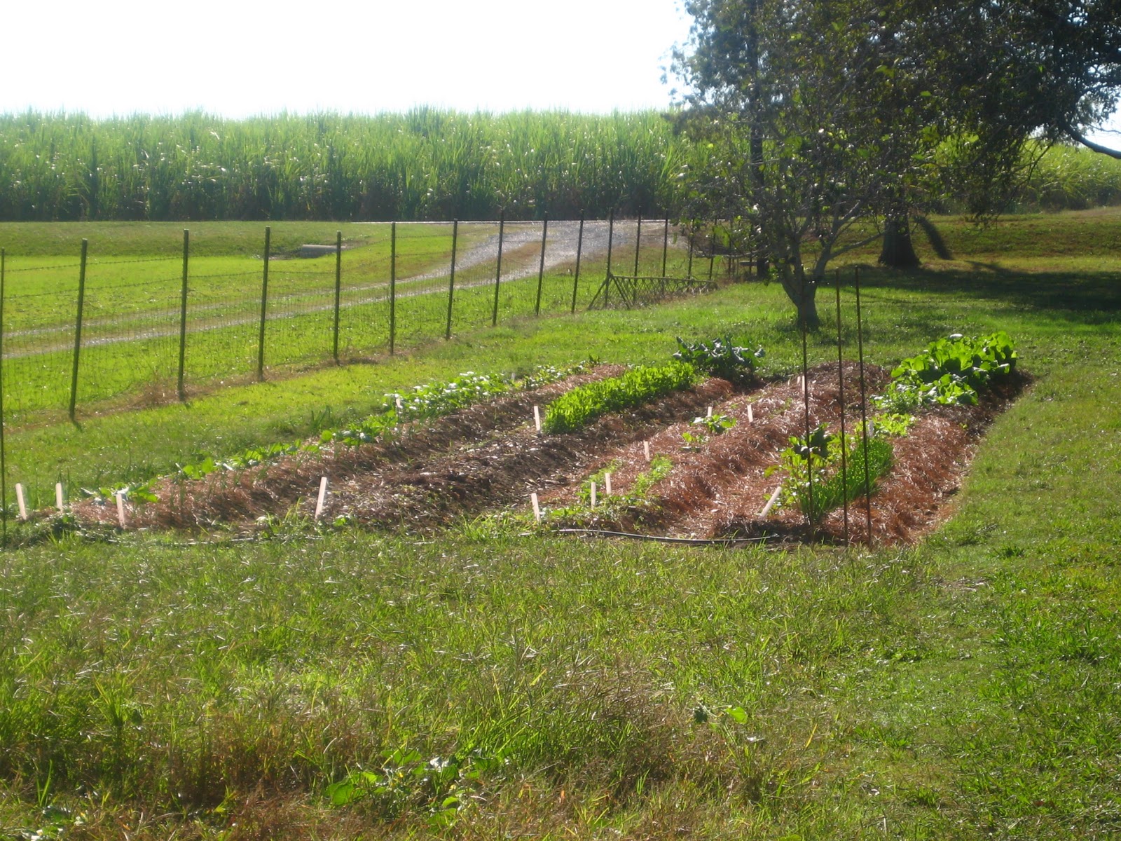 Alternate Roots: Gardening