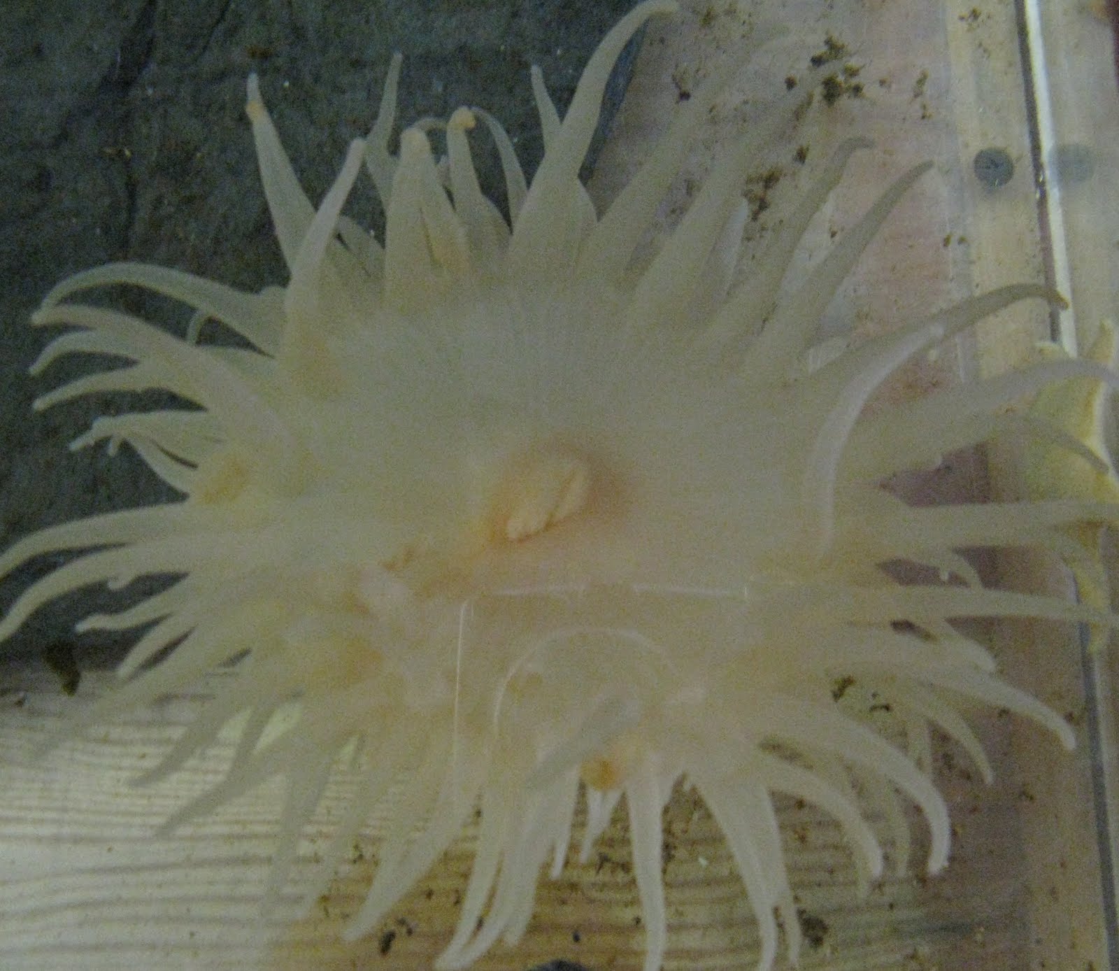 Life and Science on the West Antarctic Ice Sheet: Antarctic Sea Critters!
