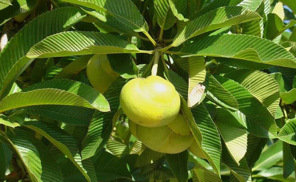 A árvore das Patacas - Loja da Horta