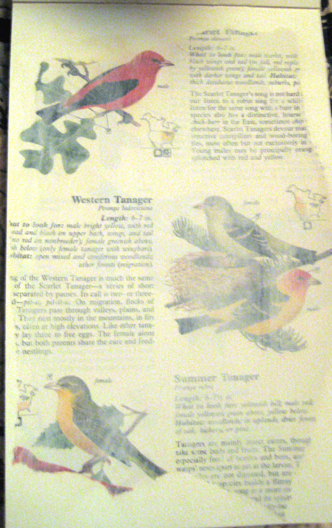 JaneVille: Tiny Tutorial: Layered Journal Page