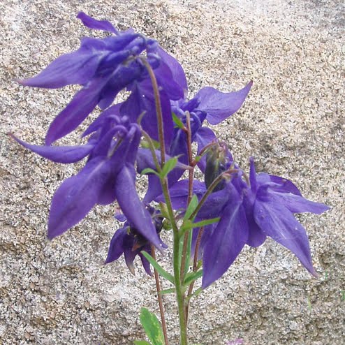 Vilt og vakkert: Akeleie, ABC-tema, urter