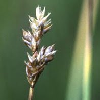 Vilt og vakkert: Huldra