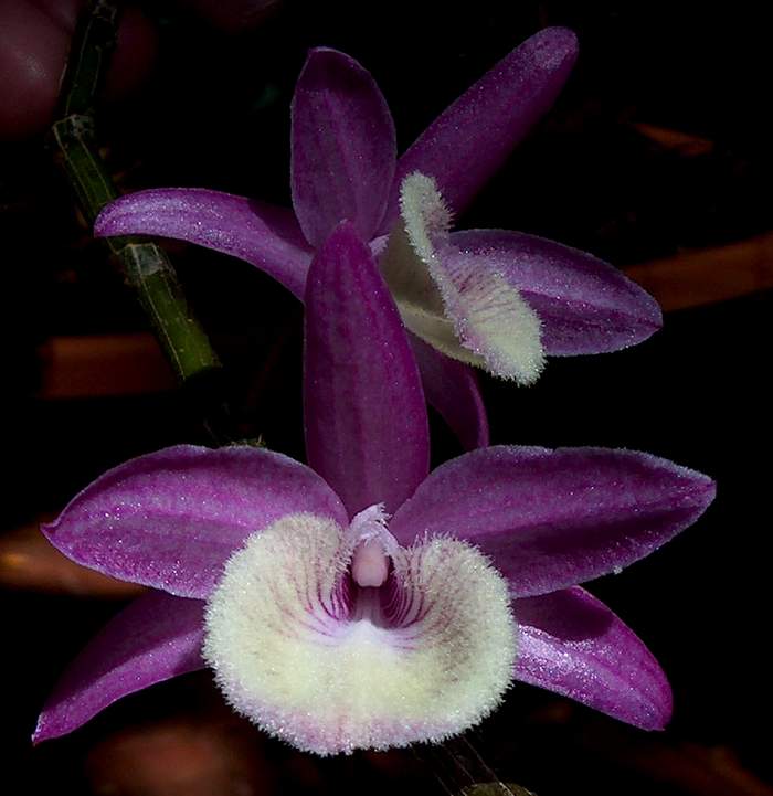 Ricardo's Blog, : Dendrobium primulinum, also known now as Den. polyanthum