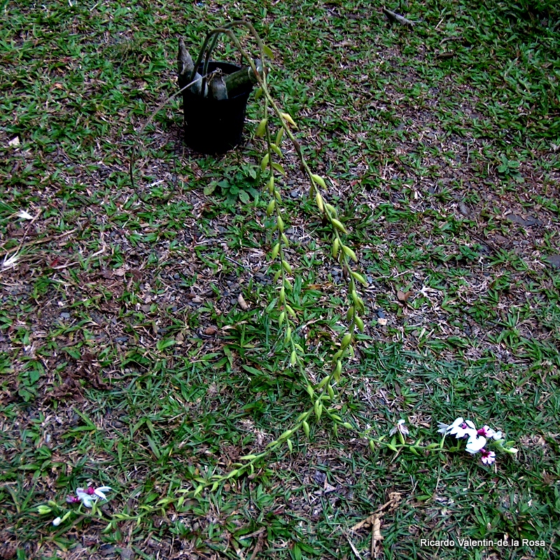 Ricardo's Blog, : Calanthe rubens and Cal. Grouville two terrestrial ...