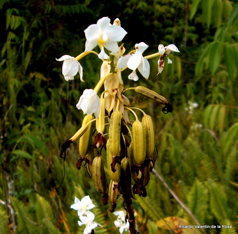 Ricardo's Blog, : Spathoglottis plicata, a weedy invasive exotic orchid ...