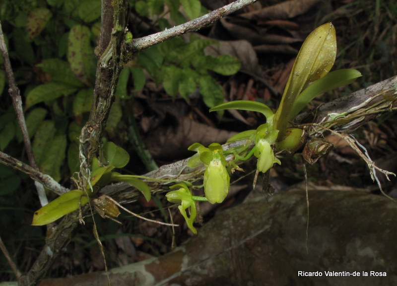 Ricardo's Blog, : Leochilus puertoricensis a small epiphytic orchid ...