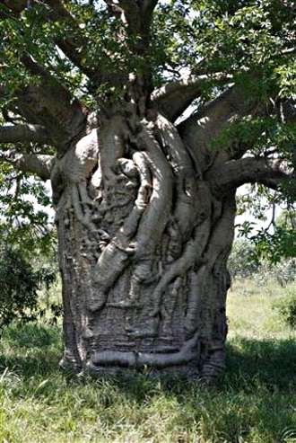 மனிதர்களை கண்டால் குழிபறிக்கும் மூலிகை