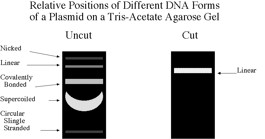 drosofly: hints about plasmid digestion