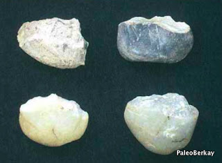 PaleoBerkay Archaeology: Photos: Paleolithic choppers from Kustepe
