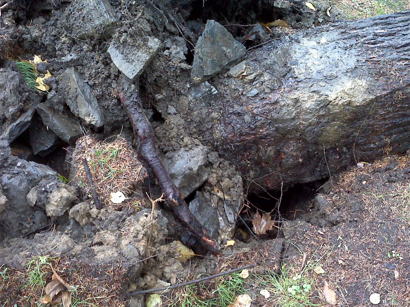 Tree Care Canada: Buried Treasure