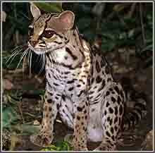 ecologia2009: TIGRILLO