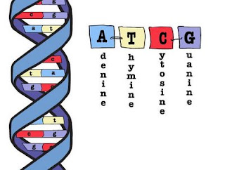 GENE - A HEREDITARY UNIT: THE FUNCTION OF GENES