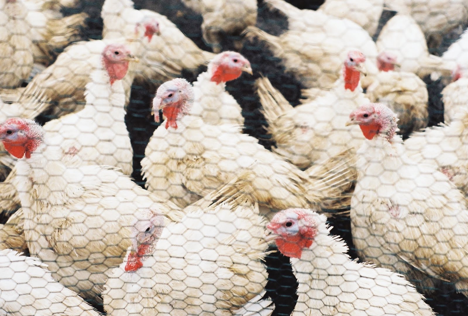 Diary of a Locavore: The Local Food Report: Thanksgiving turkey