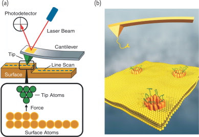 Cognition: Bioaffinity Based Biosensor and immunosensor