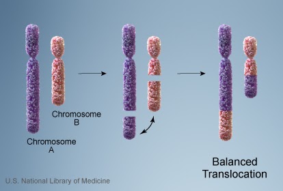 The Infertile Farmer: What is a Balanced Translocation?