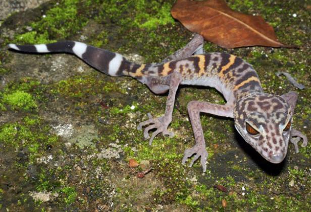 Animales: Limnonecter megastomias y gueco o salamanquesa Goniusaurus