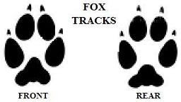 Endangered New Jersey: Tracking and Stalking