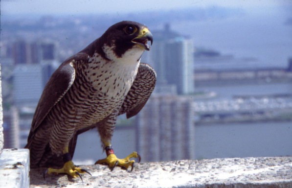 Endangered New Jersey: NJ Peregrine Falcon Information for 2010