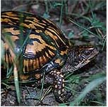 Endangered New Jersey: June 2010