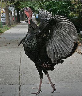 Endangered New Jersey: Wild Turkeys