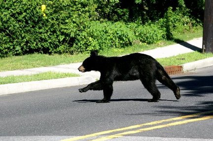 Endangered New Jersey: Encounters With Black Bears