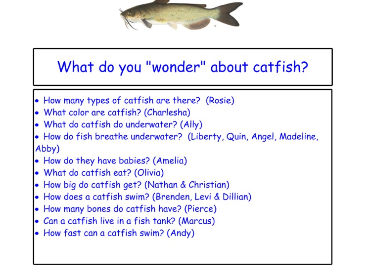 Mrs. Kimbrell's Kindergarten: Catfish and Homophones!