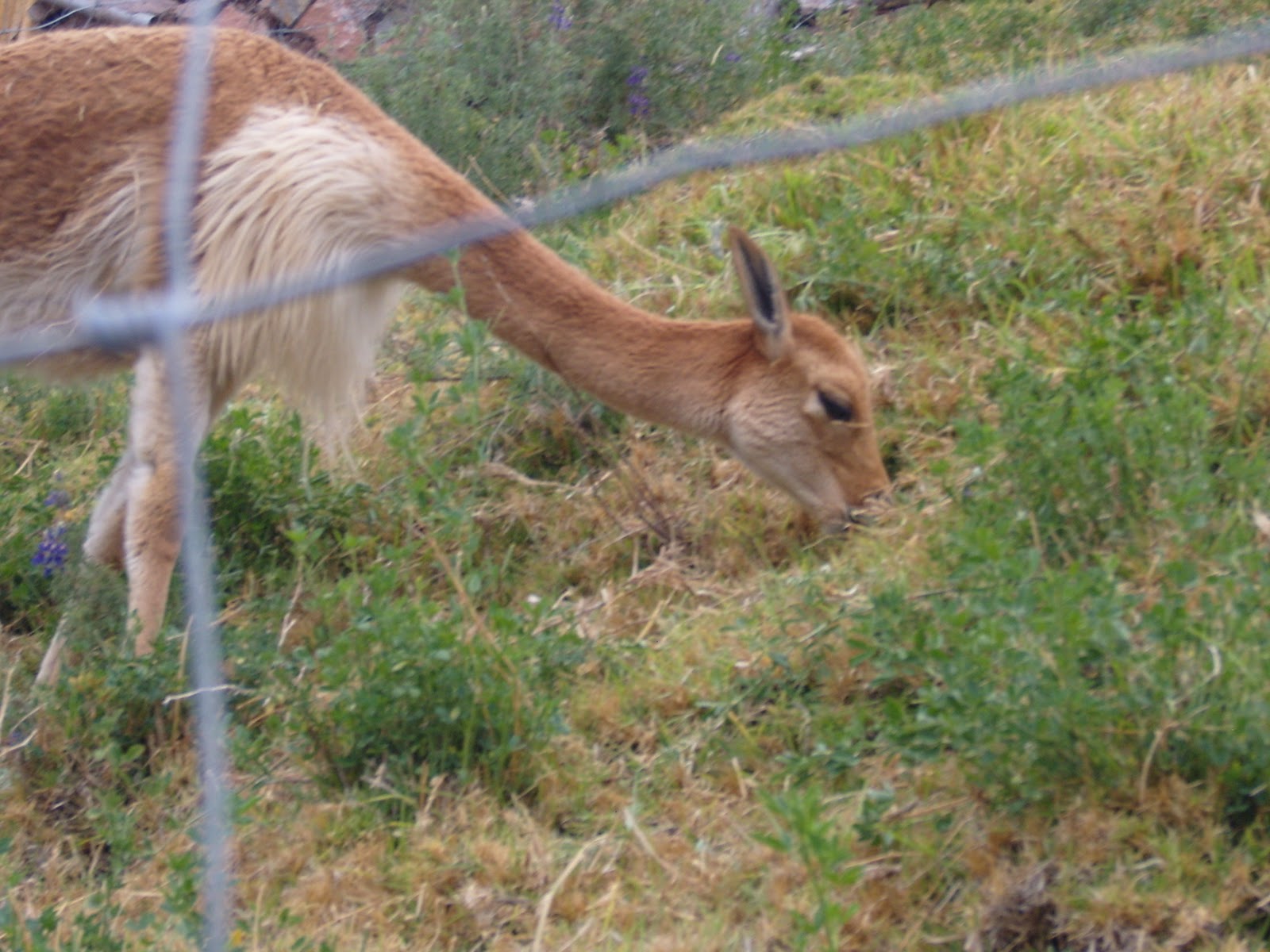 LA ESCRIBA 2: BIODIVERSIDAD DE LA CIUDAD DEL CUSCO