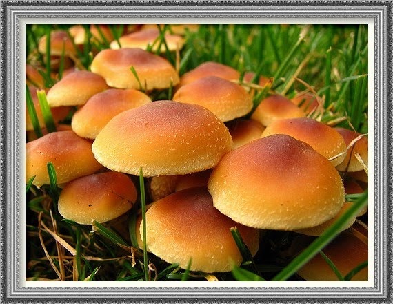 ! PALABRAS INTERESANTES, HERMOSAS, RARAS Y DIVERTIDAS: CALLAMPA ...