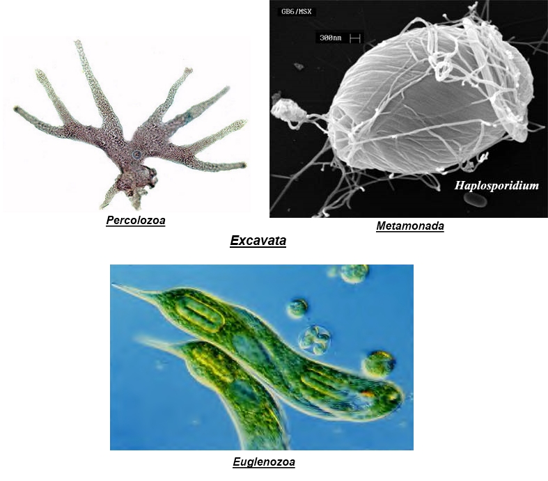 Alveolados; Alveolata