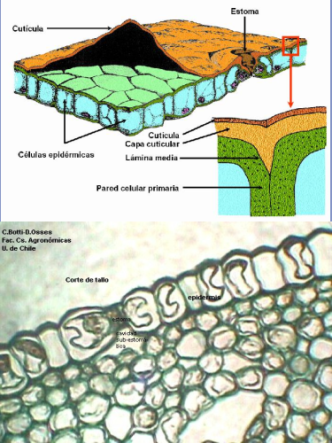 B.log.ia 2.0: Anatomía y fisiología vegetal I: Tipos de tejidos vegetales