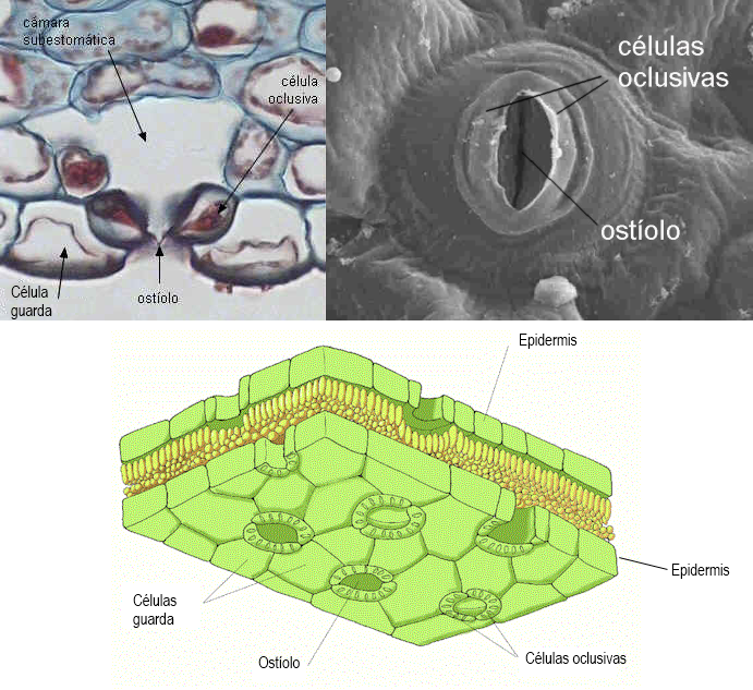 B.log.ia 2.0: Anatomía y fisiología vegetal II: estructuras implicadas ...