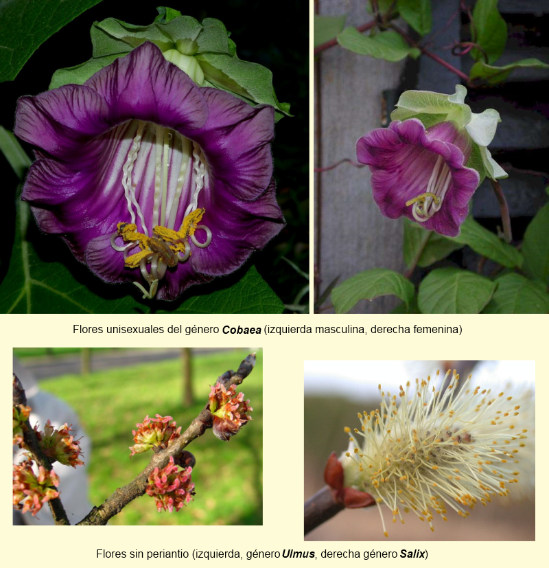 B.log.ia 2.0: La flor