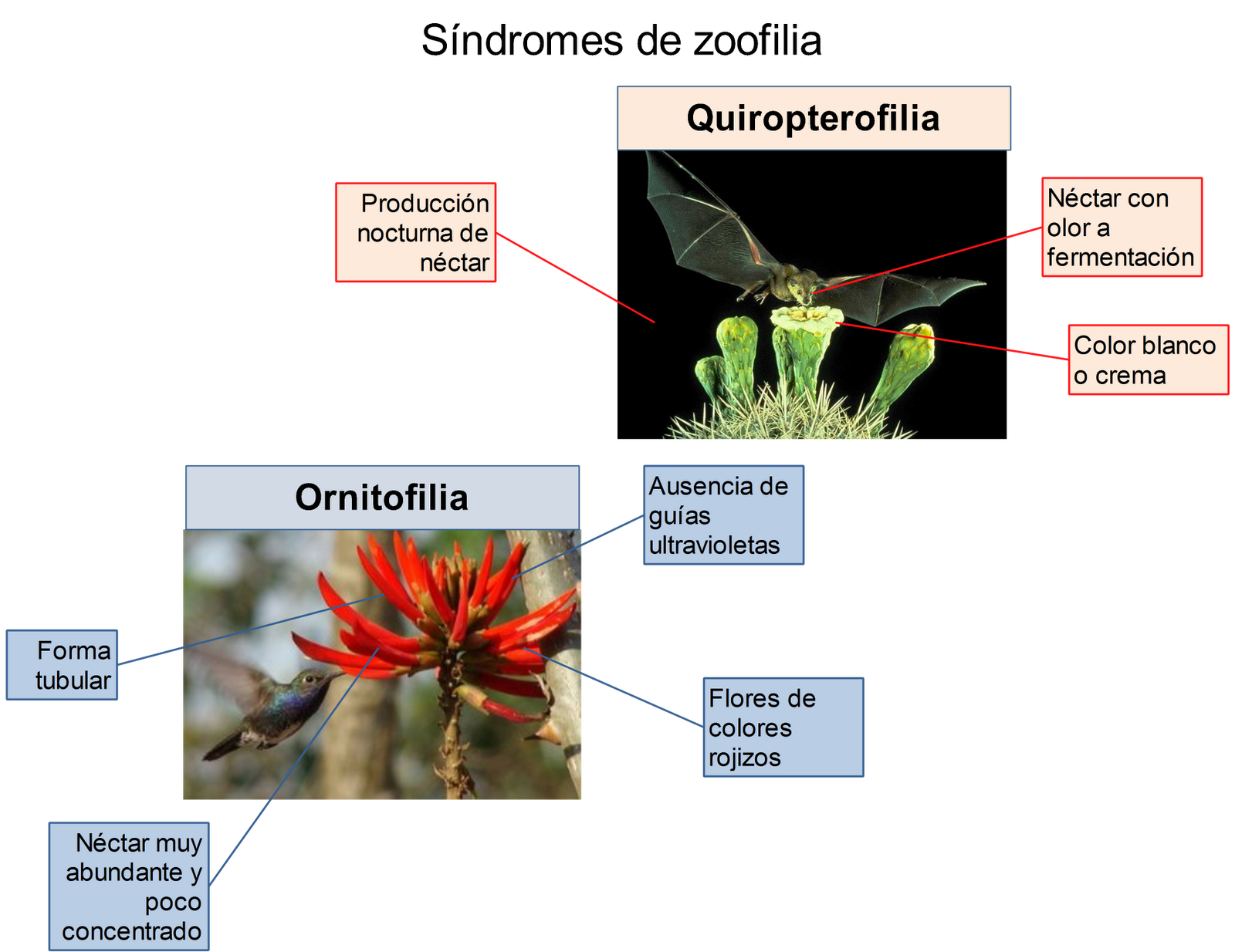 B.log.ia 2.0: La flor
