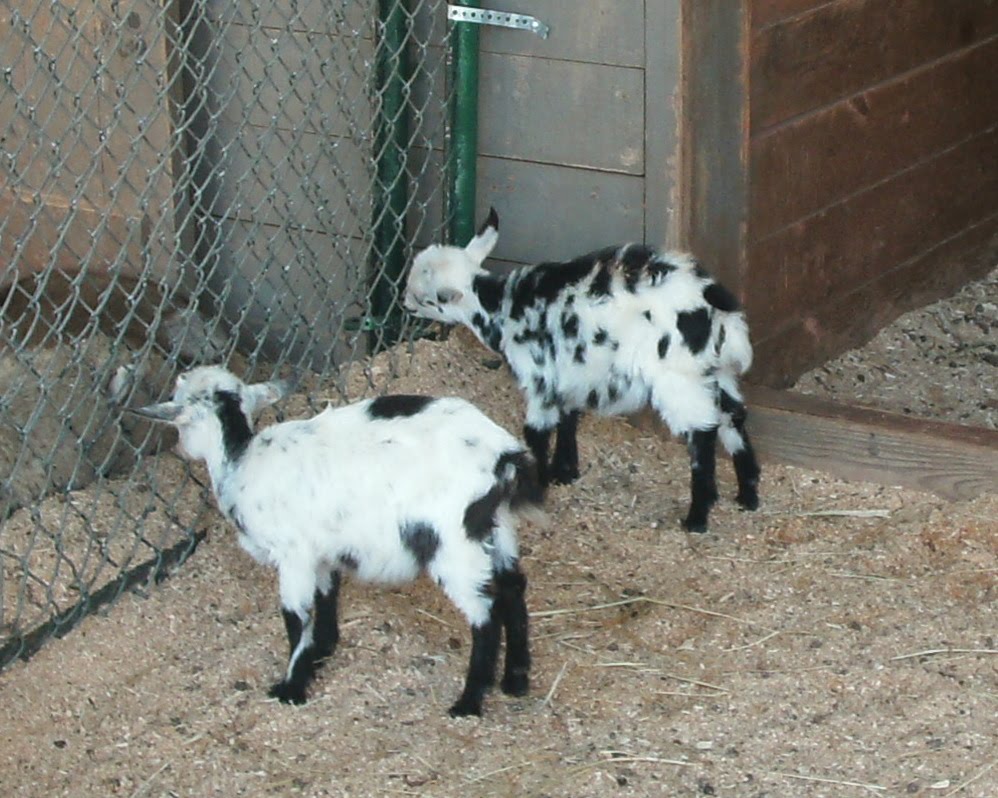 Skippin' Town: Baby Goats and Demon Cows